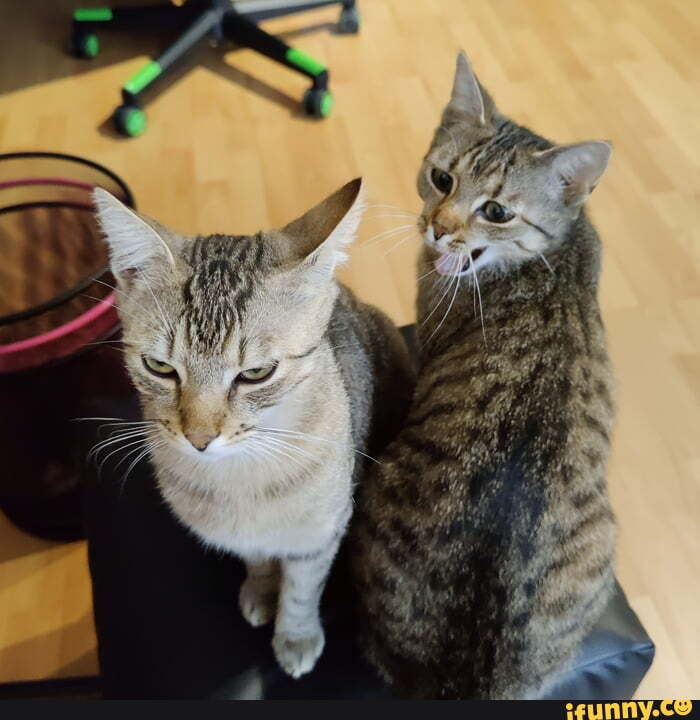 Tabby_cat memes. Best Collection of funny Tabby_cat pictures on iFunny