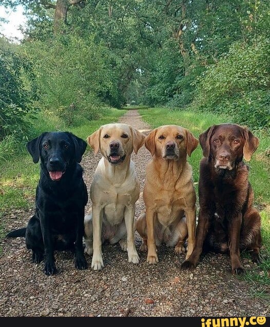 Lab memes. Best Collection of funny Lab pictures on iFunny