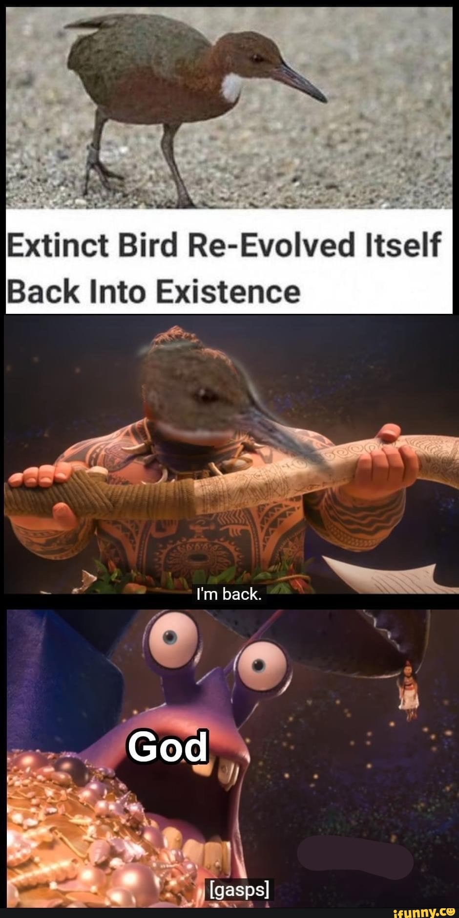Extinct Bird Re- Evolved Itself Back Into Existence back. God igasps ...