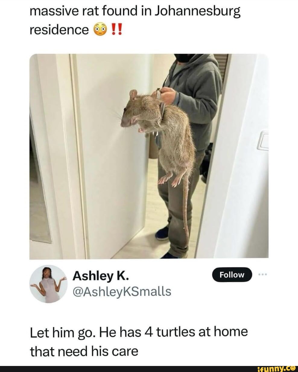 Massive rat found in Johannesburg residence I Ashley K. @AshleyKSmalls ...