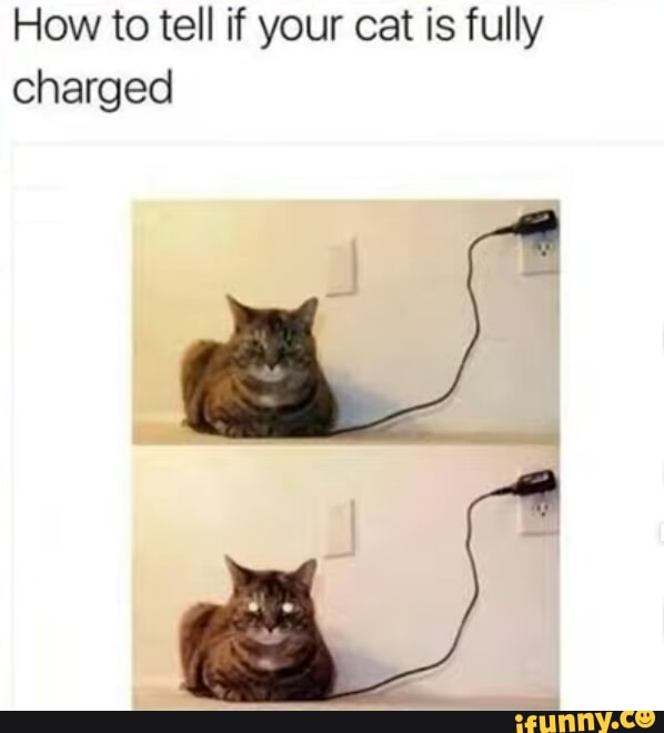 How to tell if your cat is fully charged - iFunny