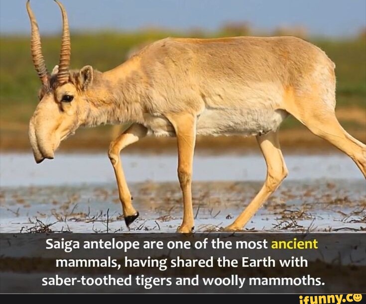 Saiga antelope are one of the most ancient mammals, having shared the ...