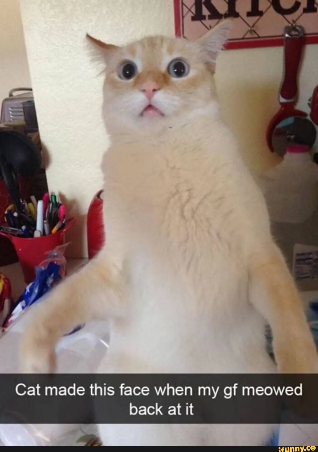 Cat made this face when my of meowed back at it - iFunny