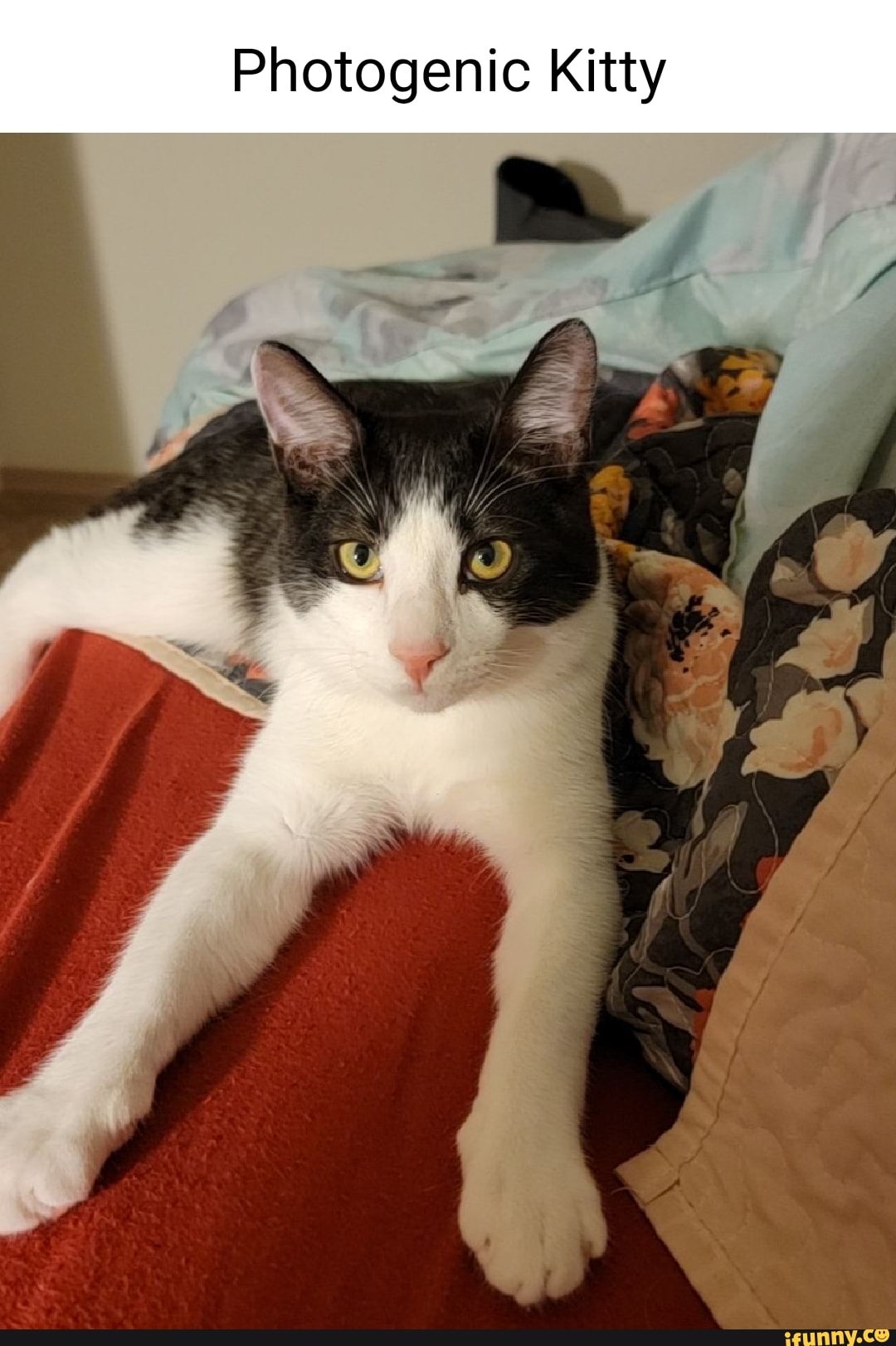 Photogenic Kitty - iFunny