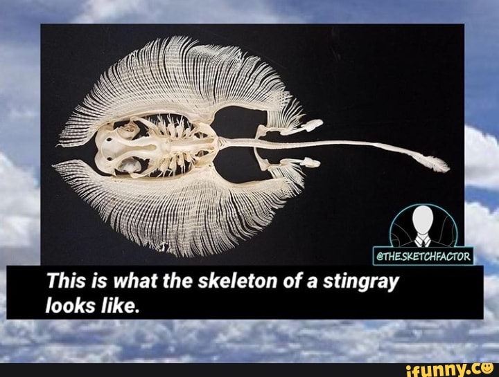 Mmwmmk This is what the skeleton of a stingray looks like. - iFunny