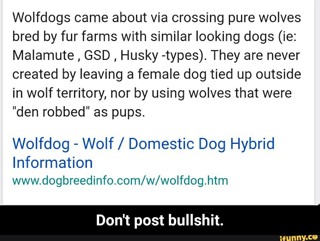 Wolfdogs memes. Best Collection of funny Wolfdogs pictures on iFunny