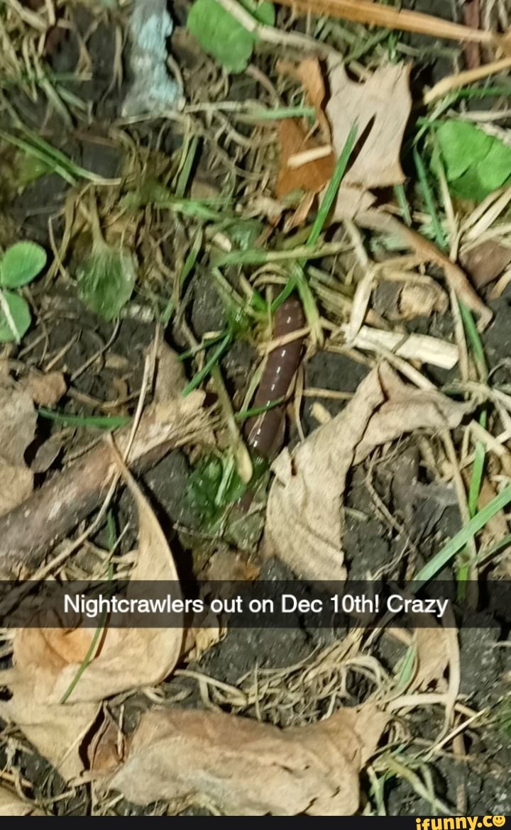 Nightcrawlers memes. Best Collection of funny Nightcrawlers pictures on ...