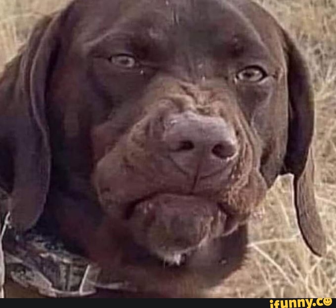 Harumph memes. Best Collection of funny Harumph pictures on iFunny