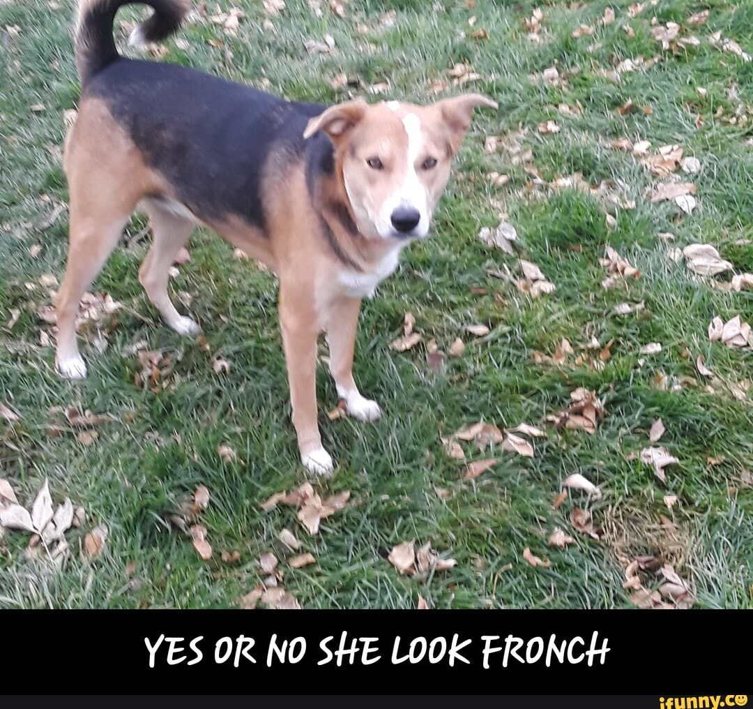 SS YES OR NO SHE Look FRONC - YES OR NO SHE LOOK FRONCH - iFunny