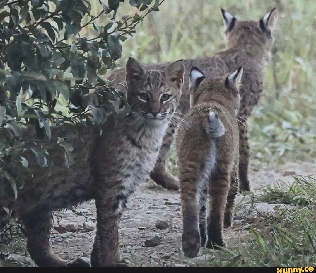 Bobcat memes. Best Collection of funny Bobcat pictures on iFunny