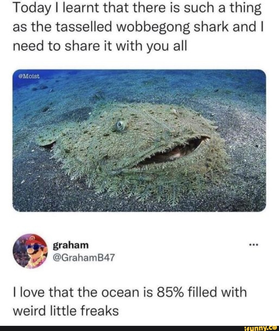 Wobbegong memes. Best Collection of funny Wobbegong pictures on iFunny