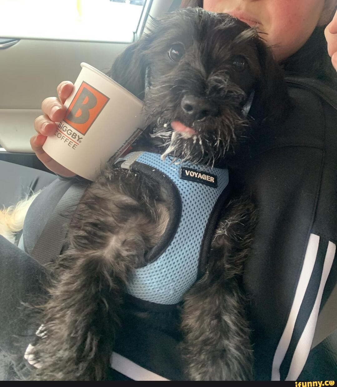 Dogs_of_imgur memes. Best Collection of funny Dogs_of_imgur pictures on ...