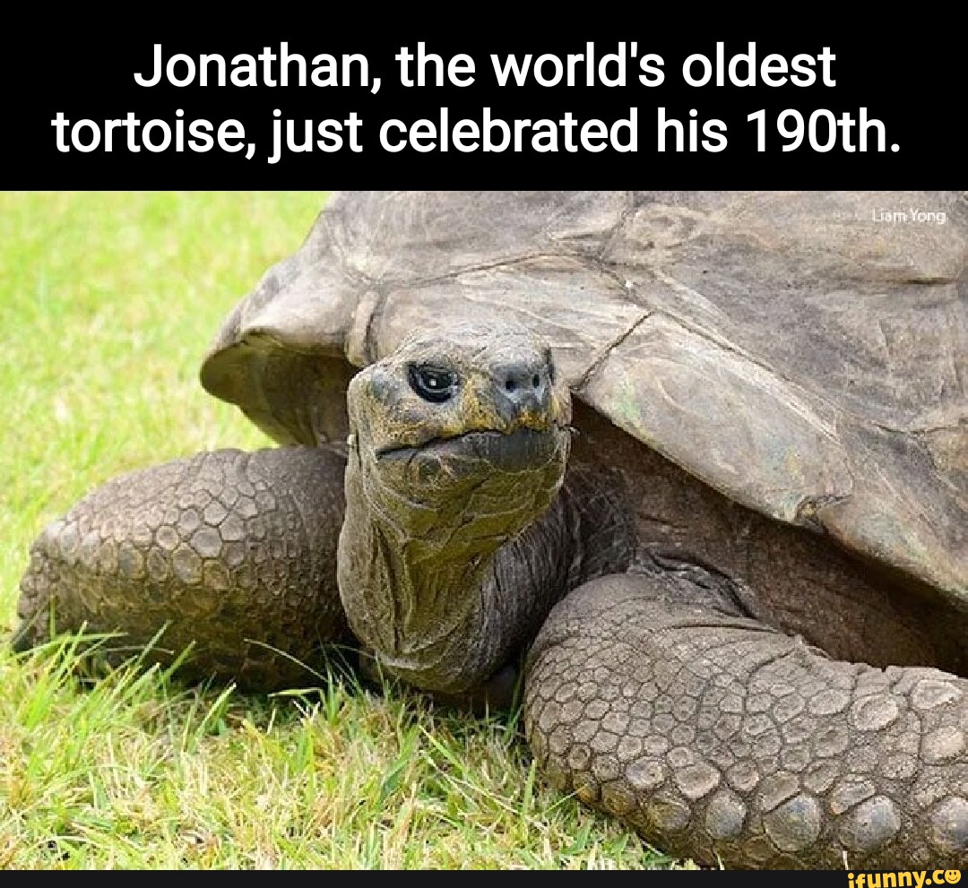 Jonathan, the world's oldest tortoise, just celebrated his 190th. - iFunny