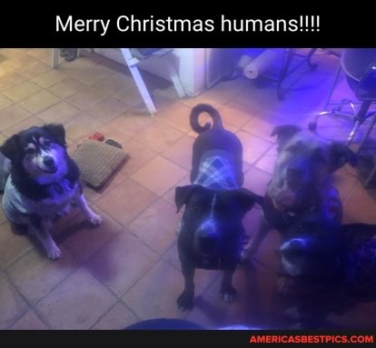 Merry Christmas humans - America’s best pics and videos