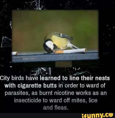Insecticide memes. Best Collection of funny Insecticide pictures on iFunny