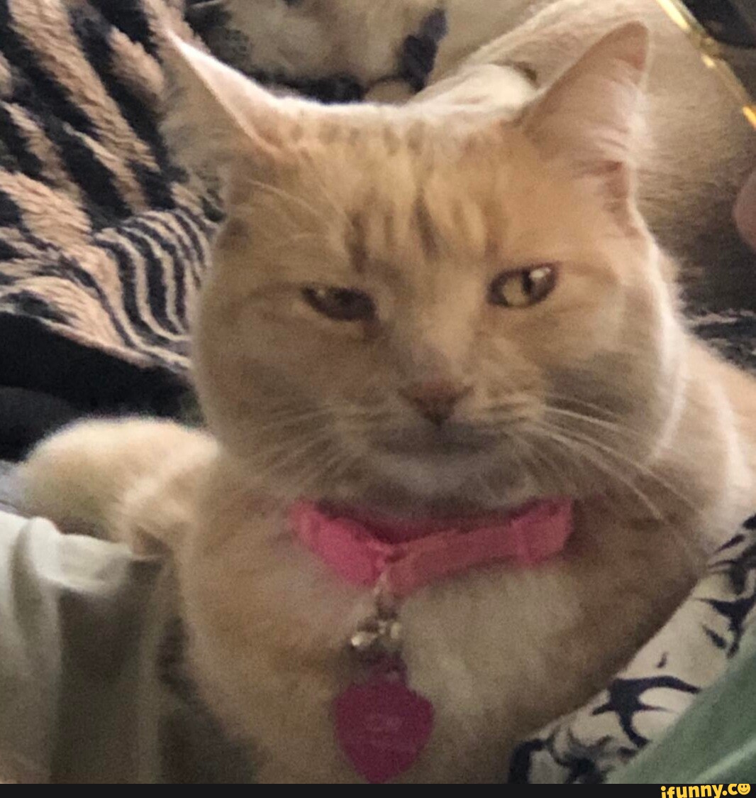 Rapscallion memes. Best Collection of funny Rapscallion pictures on iFunny