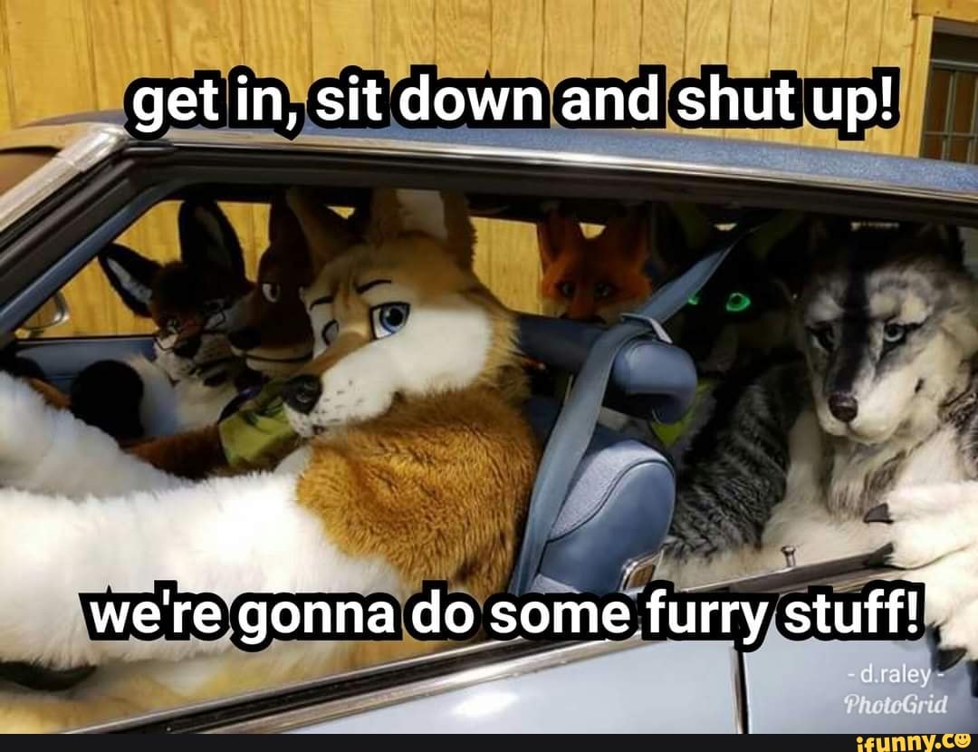 _get in, sit down and shut up! we're gonna do some furry stuff - iFunny