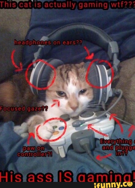 Ara memes. Best Collection of funny Ara pictures on iFunny