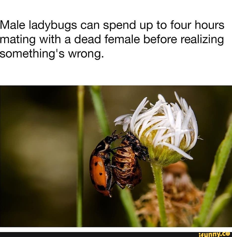 Male ladybugs can spend up to four hours mating with a dead female ...