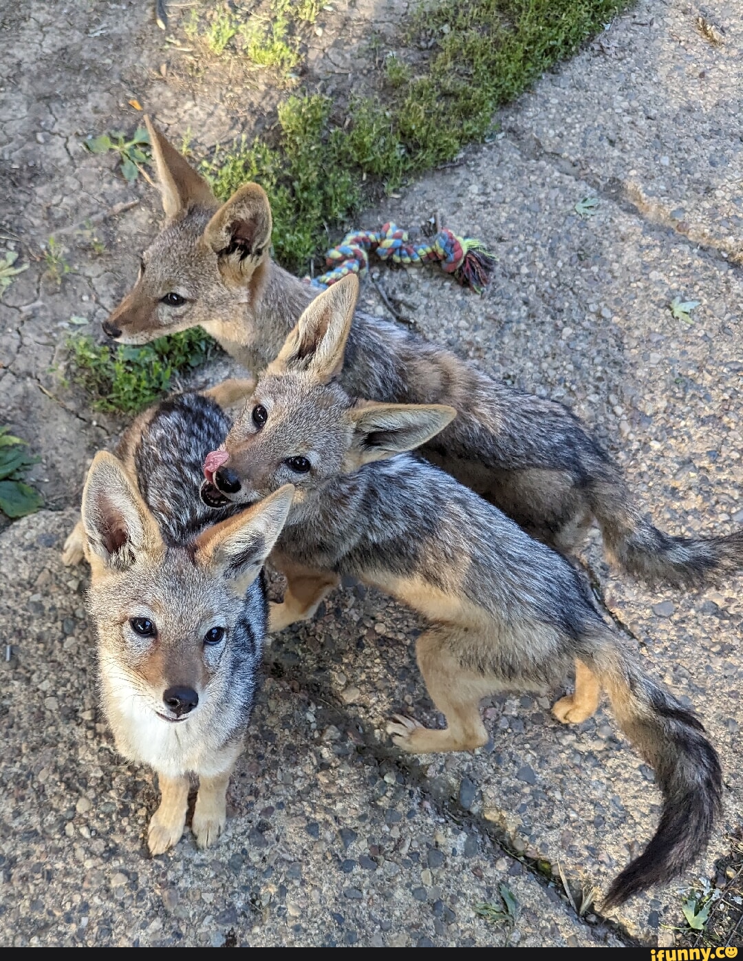 Jackals memes. Best Collection of funny Jackals pictures on iFunny