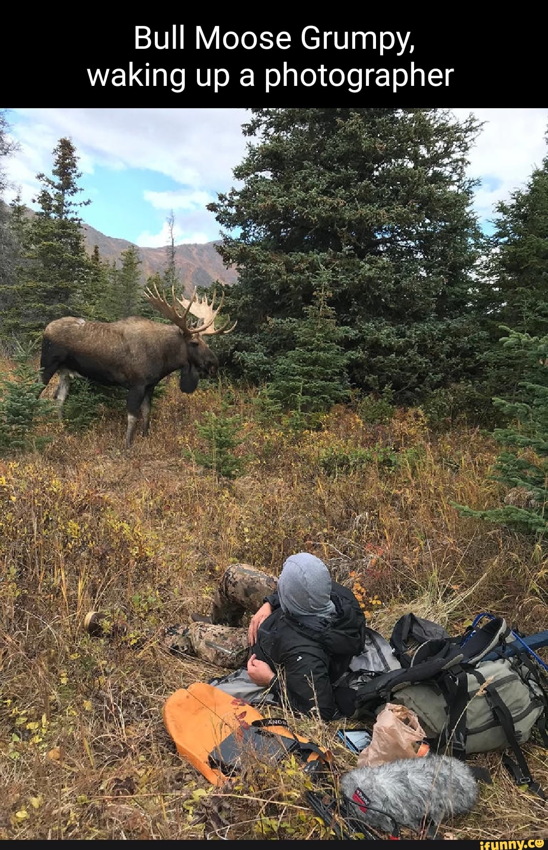 Bull Moose Grumpy, waking up a photographer - iFunny