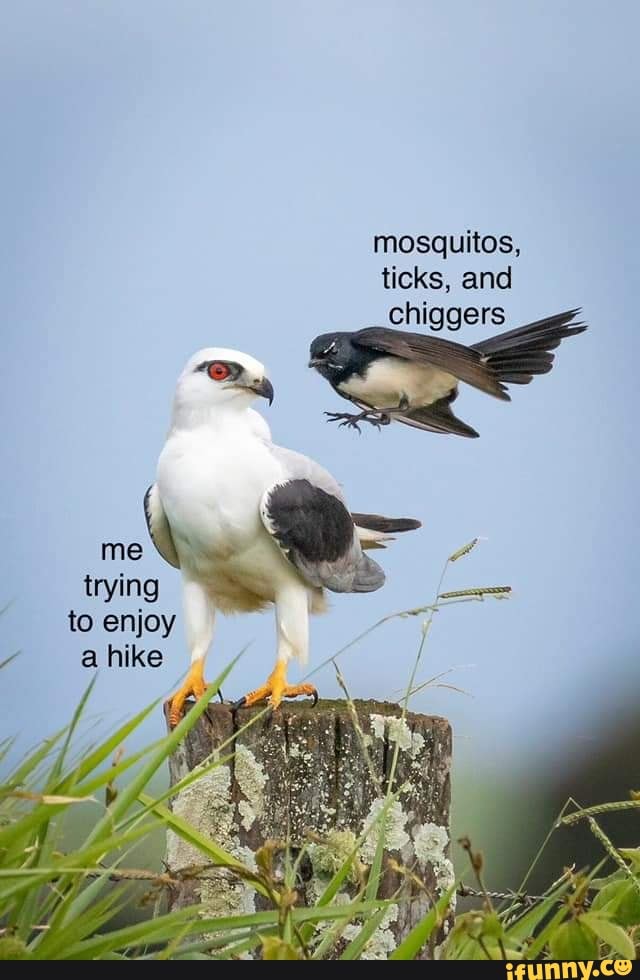 Mosquitos, ticks, and chiggers - iFunny