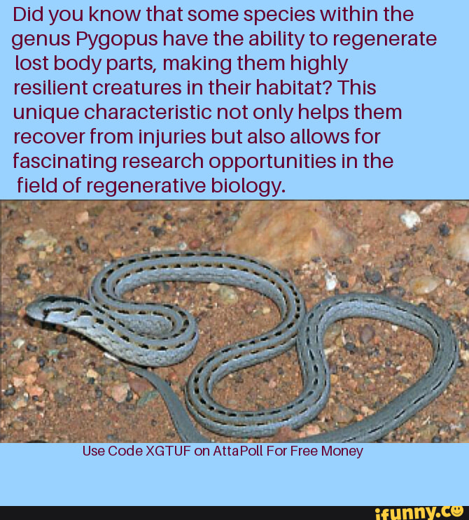 Did you know that some species within the genus Pygopus have the ...