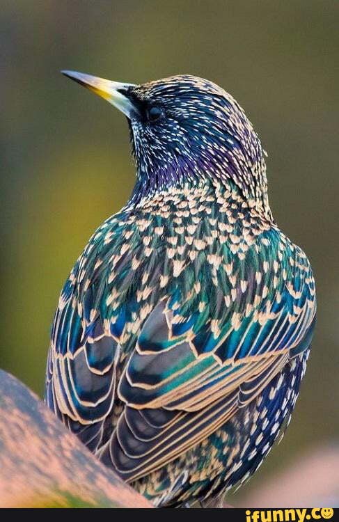 Common_starling memes. Best Collection of funny Common_starling ...