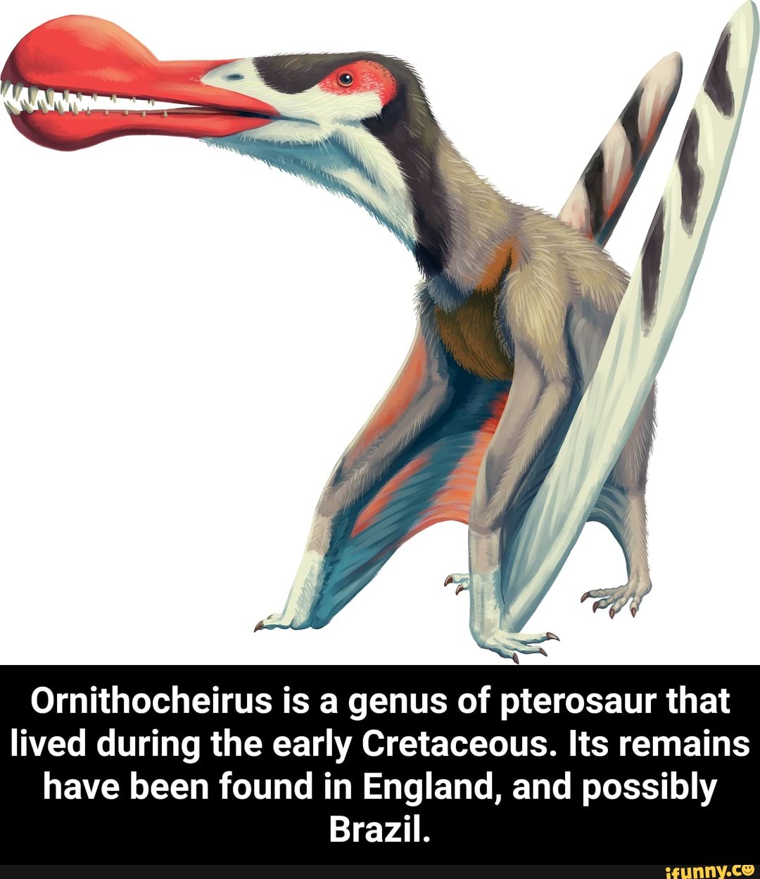 Ornithocheirus memes. Best Collection of funny Ornithocheirus pictures ...