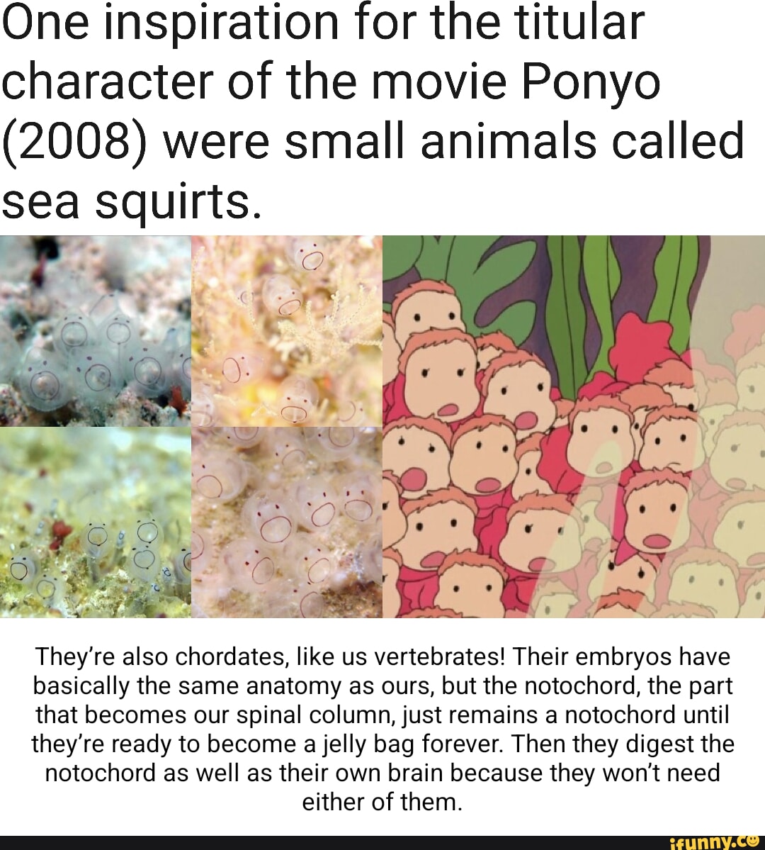 Ponyo memes. Best Collection of funny Ponyo pictures on iFunny