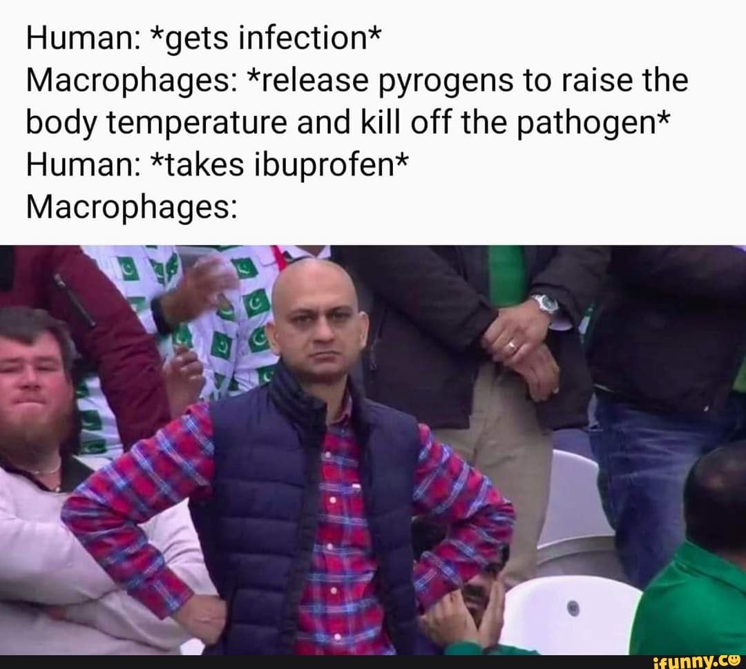 Human: *gets infection* Macrophages: *release pyrogens to raise the ...