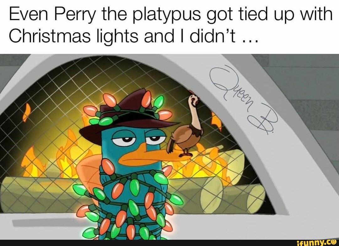 Even Perry The Platypus Got Tied Up With Christmas Lights And I Didnt Ifunny