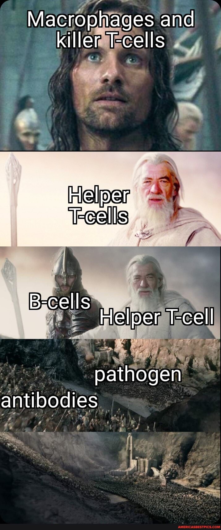 Macrophages and killer T-cells B-cells Helper T-cell pathogen ...