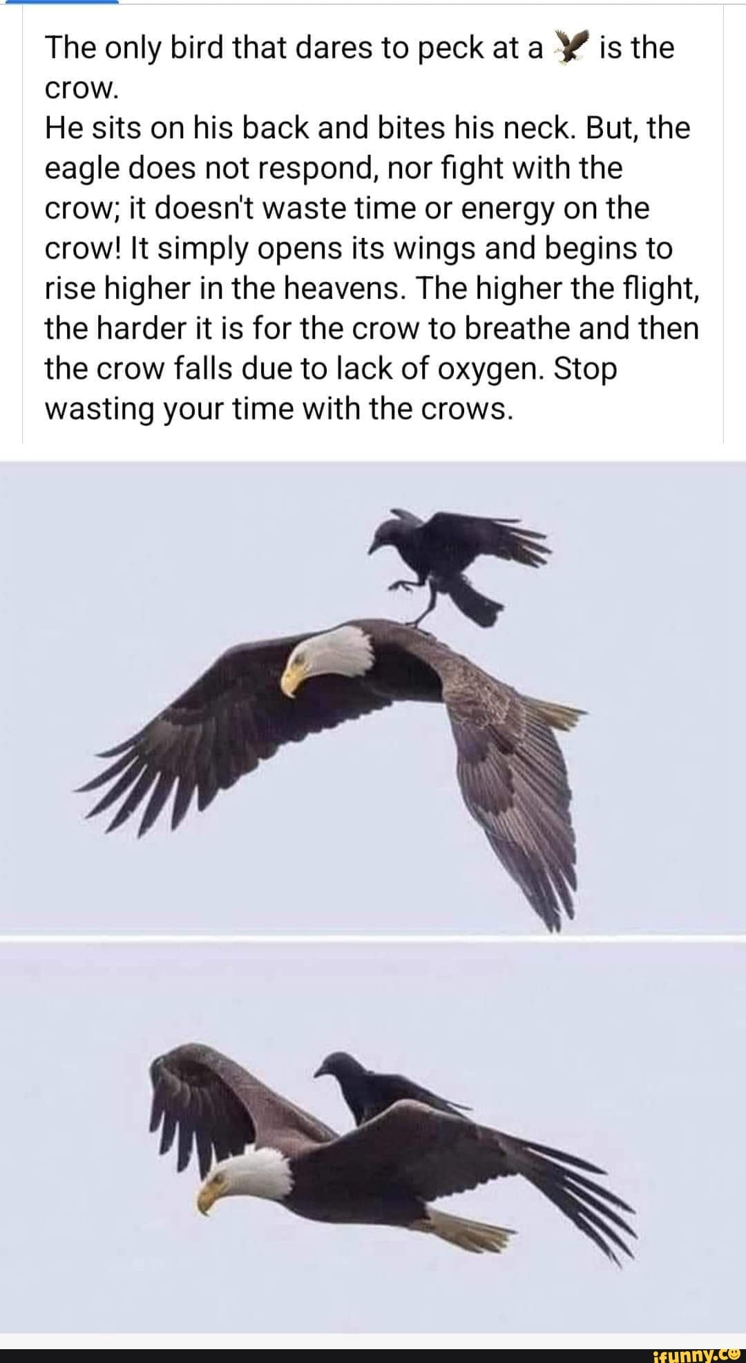 The only bird that dares to peck at a is the crow. He sits on his back ...