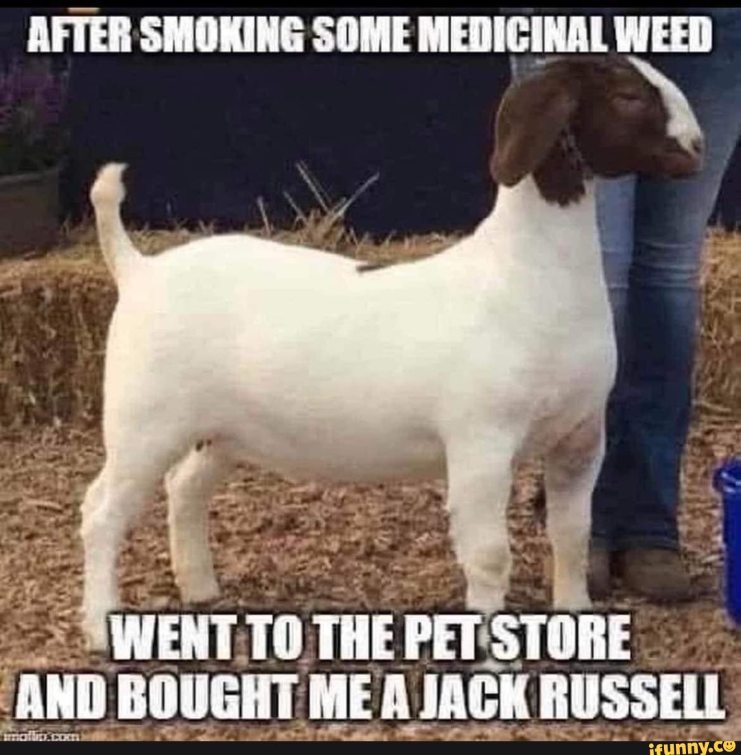 Smoking memes. Best Collection of funny Smoking pictures on iFunny