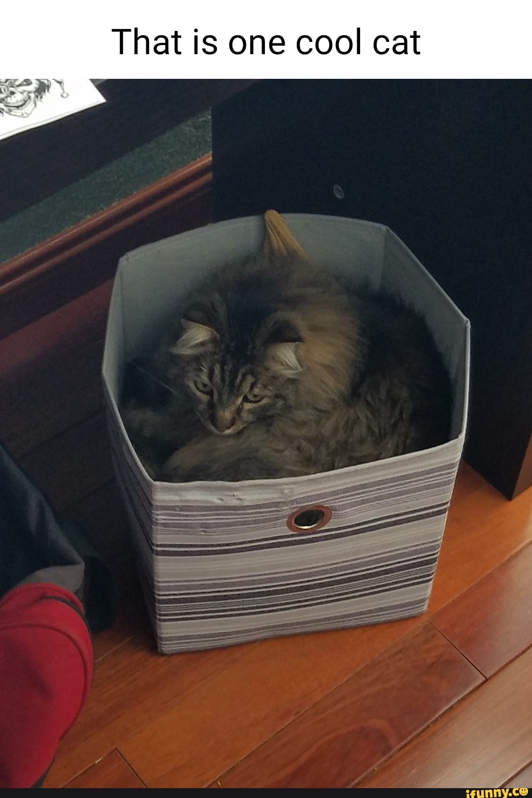 That is one cool cat - iFunny