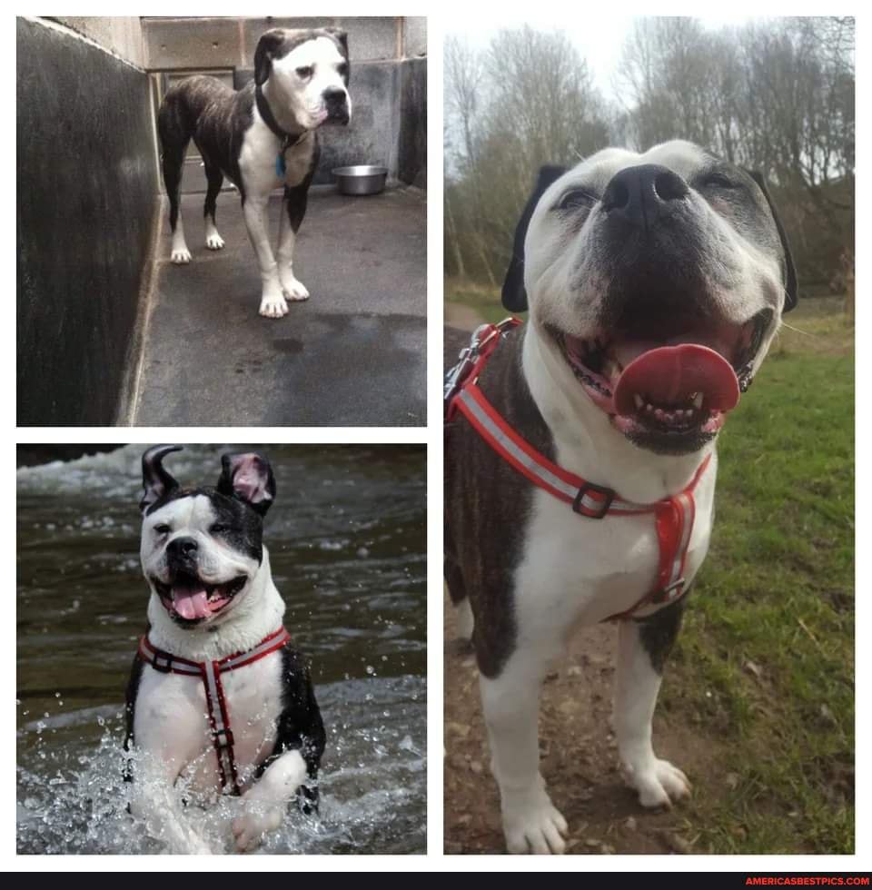 This is Pudding! Adopted six years ago and fattened up nicely, had to ...