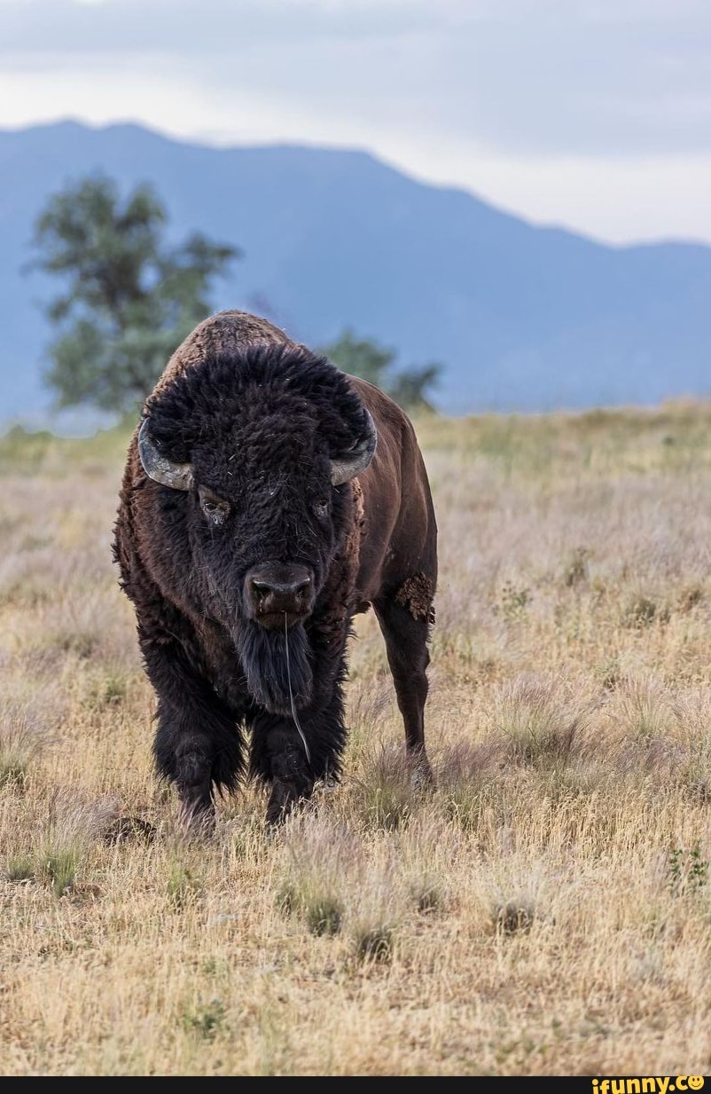 Bisons memes. Best Collection of funny Bisons pictures on iFunny