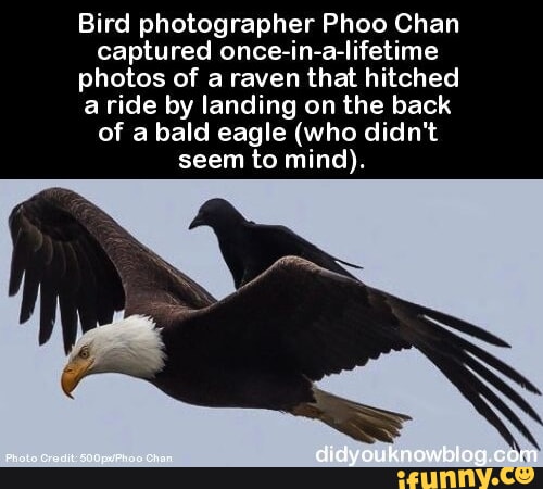 Bird photographer Phoo Chan captured once-in-a-lifetime photos of a ...