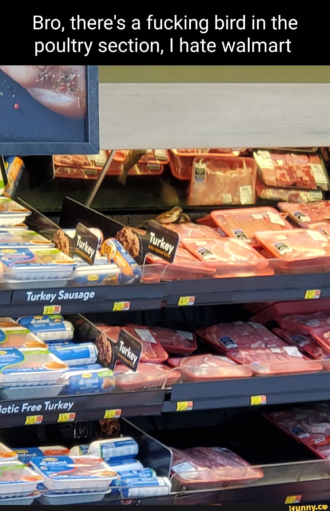 Poultry memes. Best Collection of funny Poultry pictures on iFunny