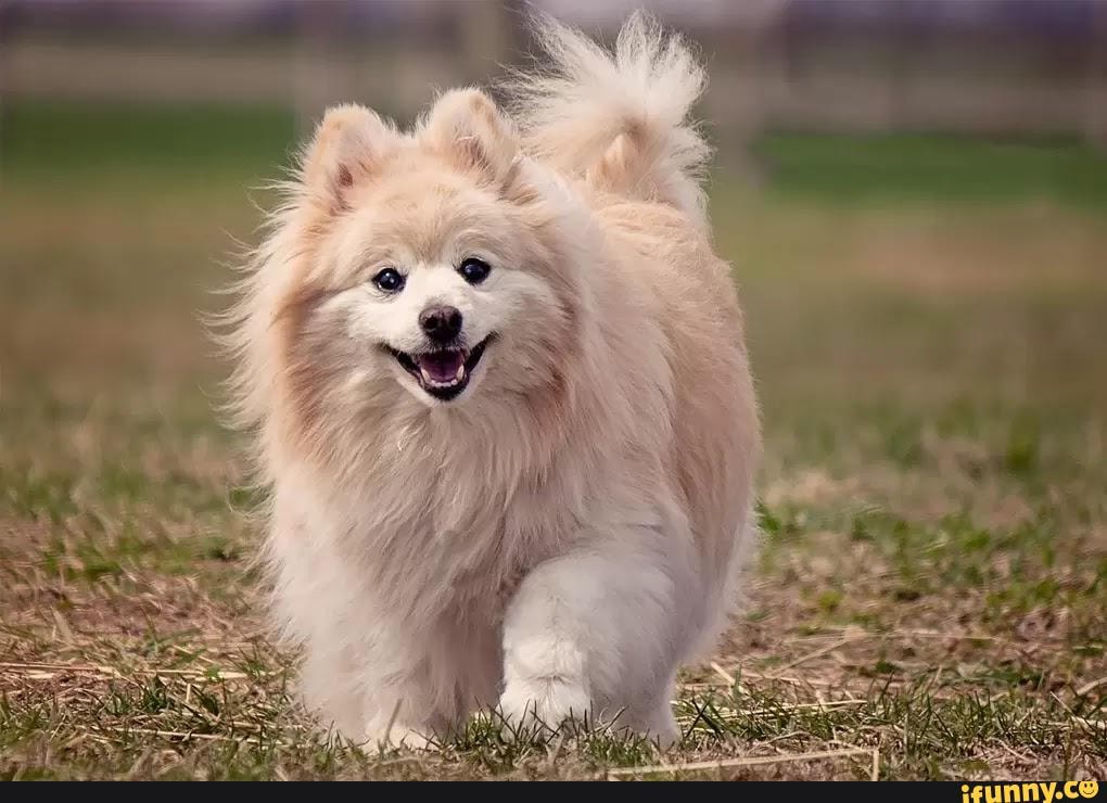 Dogggg memes. Best Collection of funny Dogggg pictures on iFunny