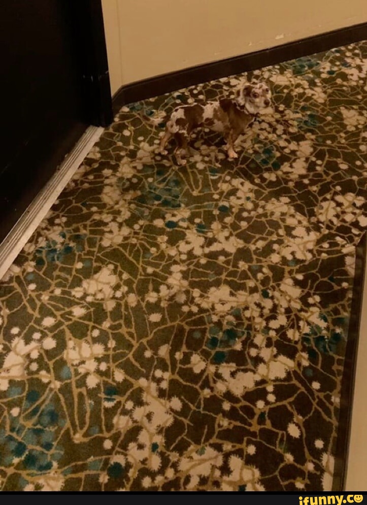 Peta memes. Best Collection of funny Peta pictures on iFunny