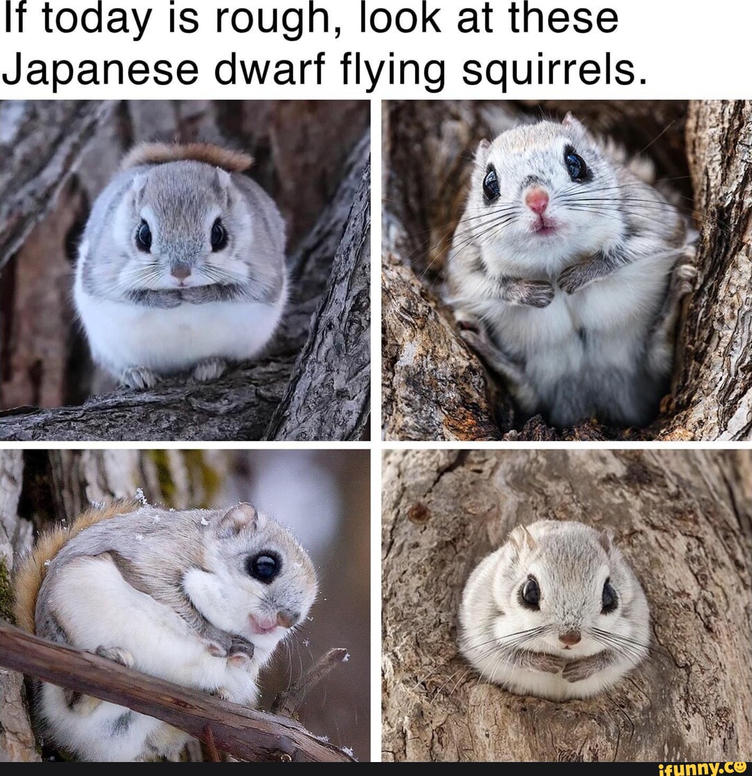 NICE CROP IDIOT @katypika __THEVIEWERS CAN - iFunny