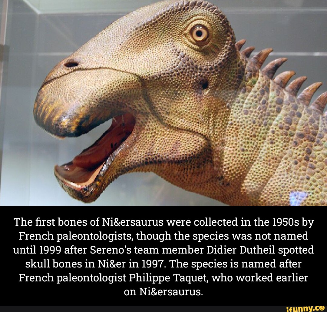 The first bones of were collected in the 1950s by French ...