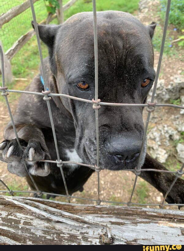 Cane_corso memes. Best Collection of funny Cane_corso pictures on iFunny
