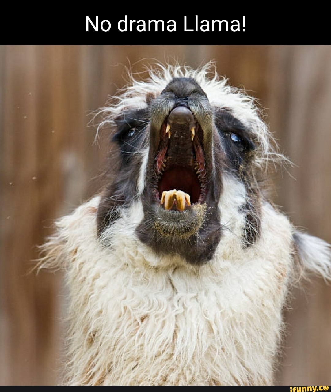 Drama Llama Meme