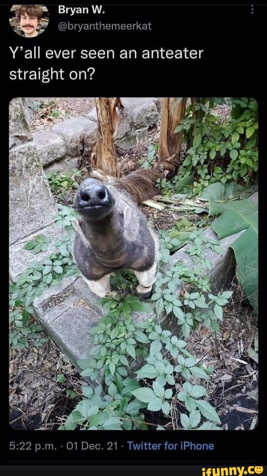 Im An Anteater Meme