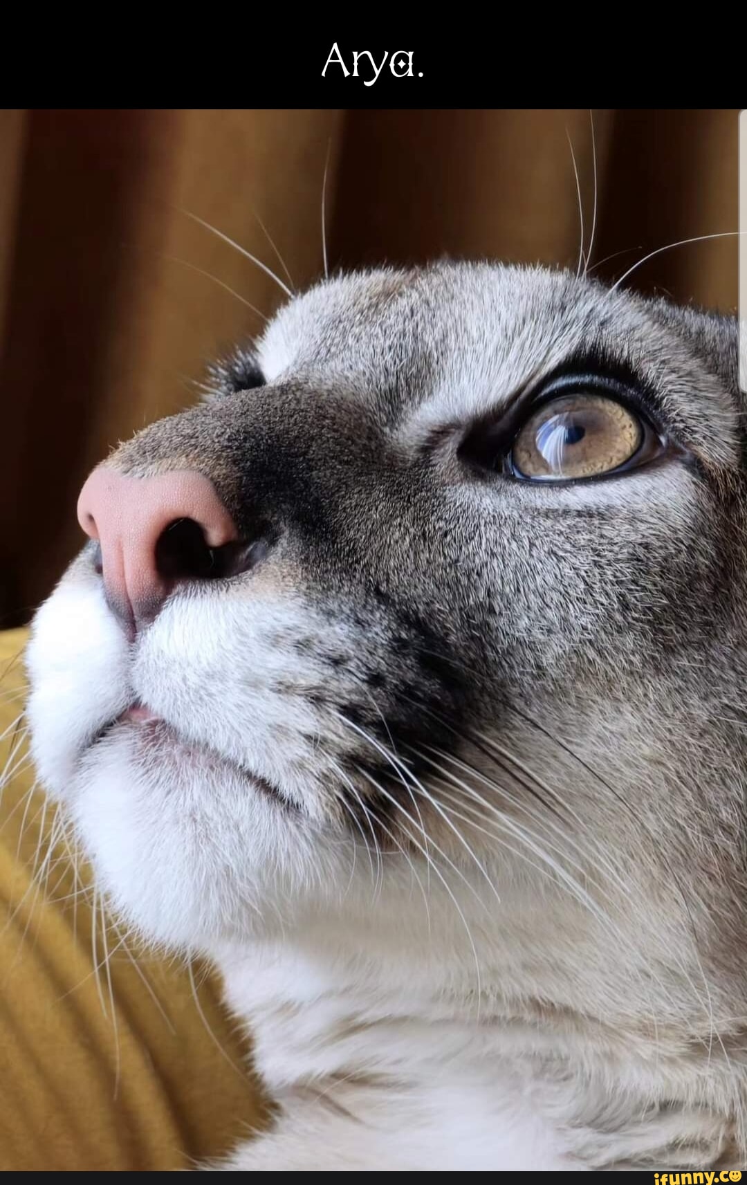 Puma memes. Best Collection of funny Puma pictures on iFunny