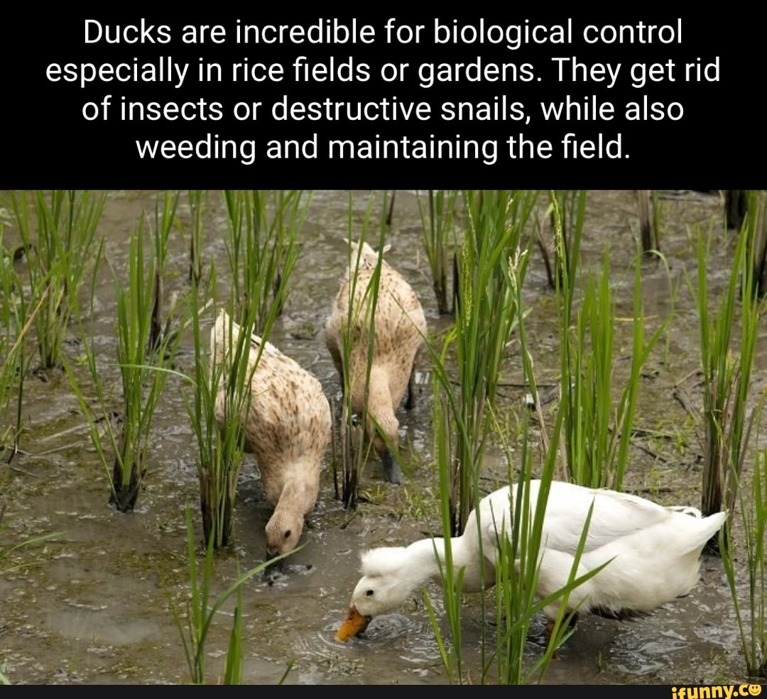 Ducks are incredible for biological control especially in rice fields ...