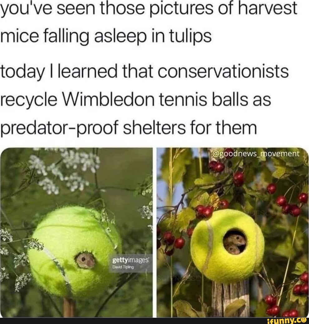 Wimbledon memes. Best Collection of funny Wimbledon pictures on iFunny